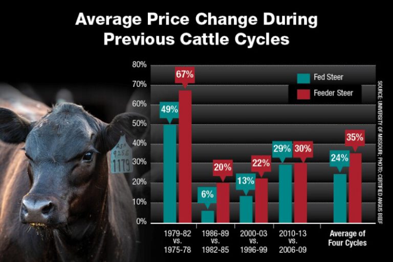 Navigating Market Fluctuations: How We Stay Ahead in the Cattle ...